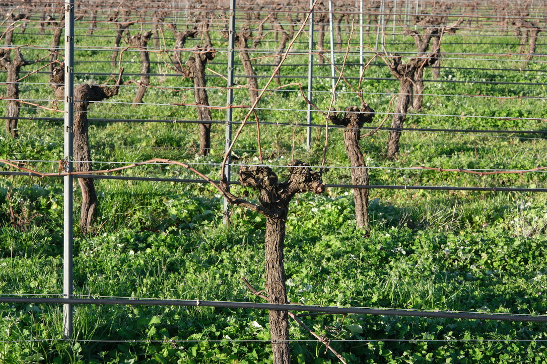 FIne Wine Club - Wine Reviews by Barry Weinman